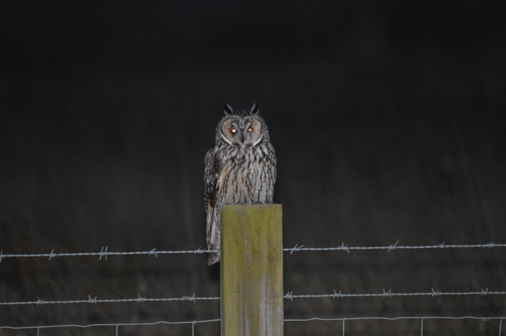 Meandering through the Northumbrian Spring - James Common