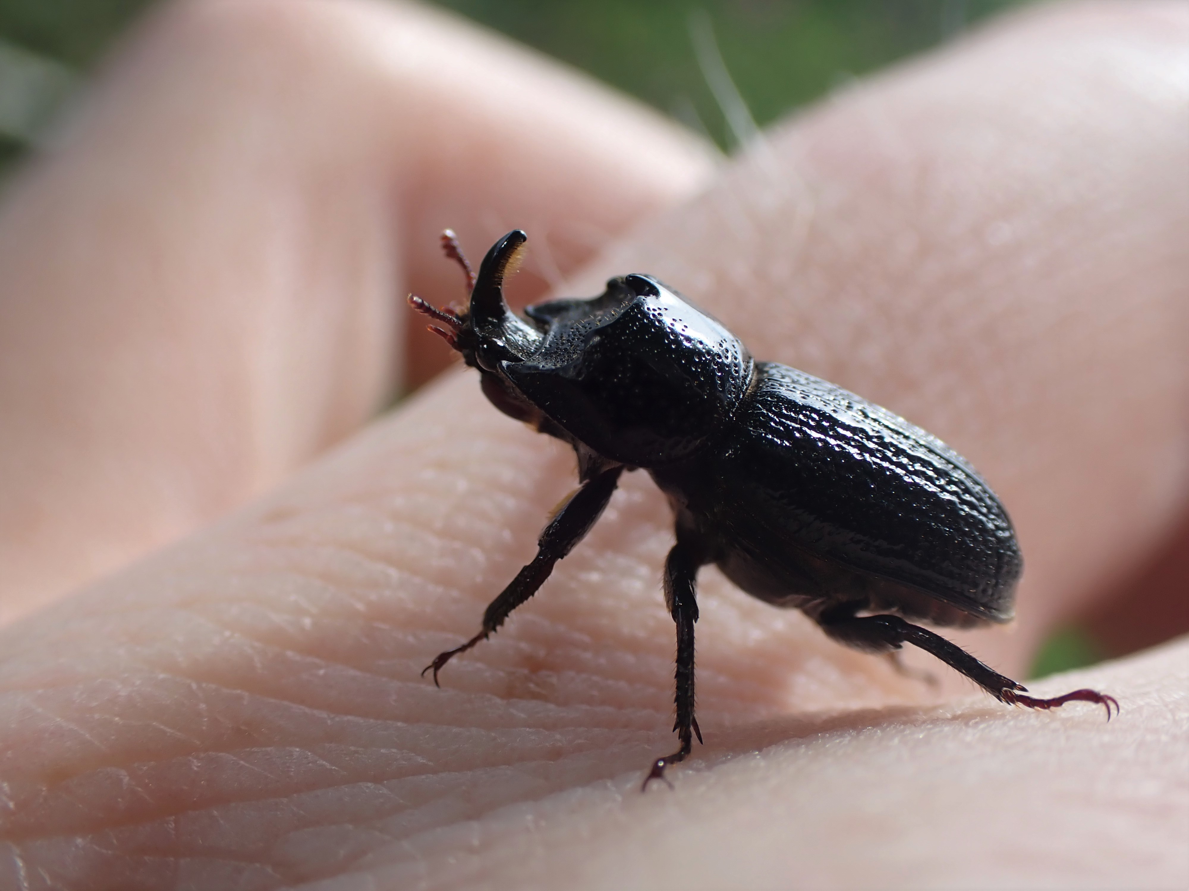 Eye-catching Invertebrates at Gosforth Nature Reserve - James Common