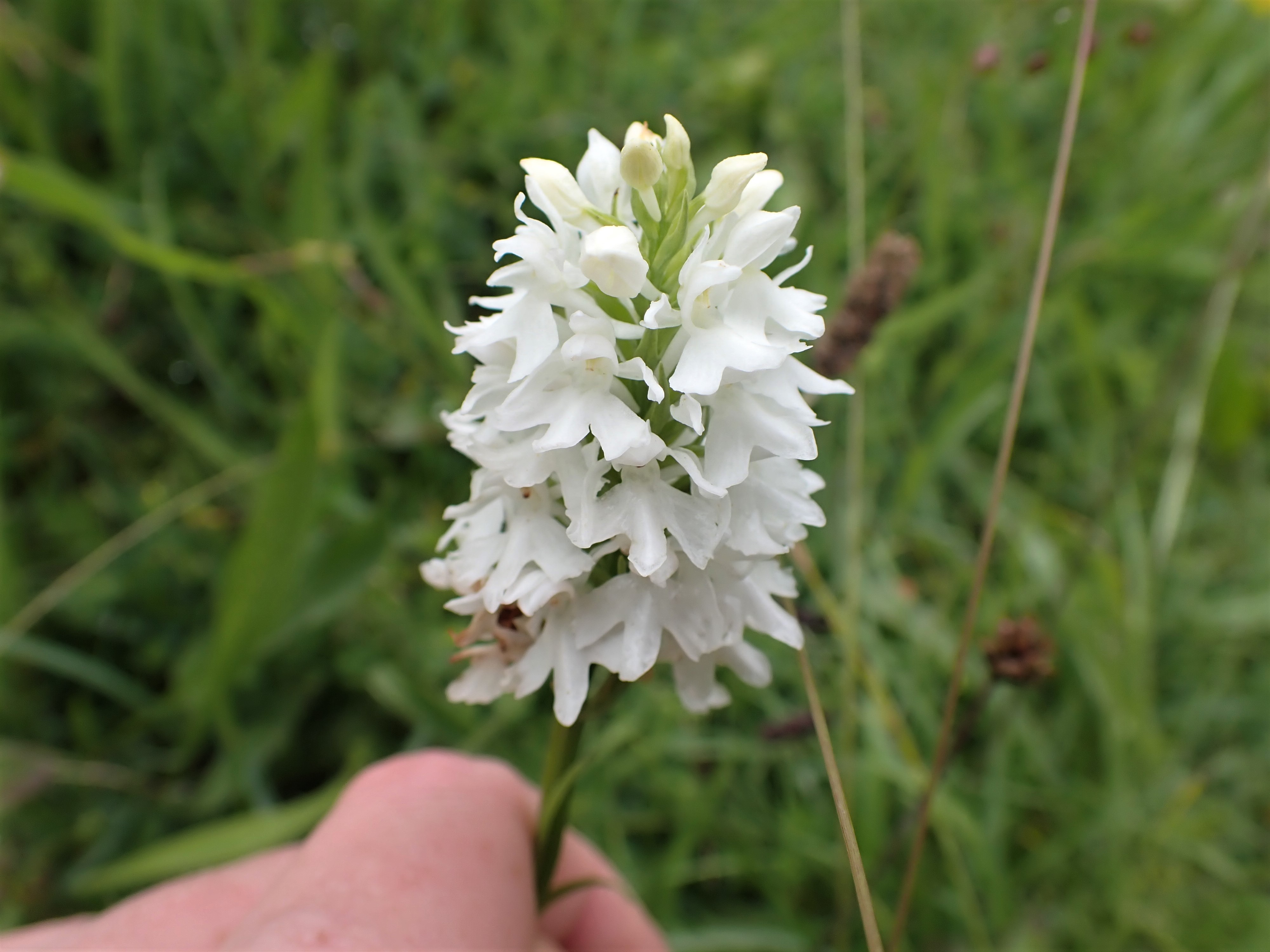 Wonderful Wildflowers at Bishop Middleham Quarry - James Common