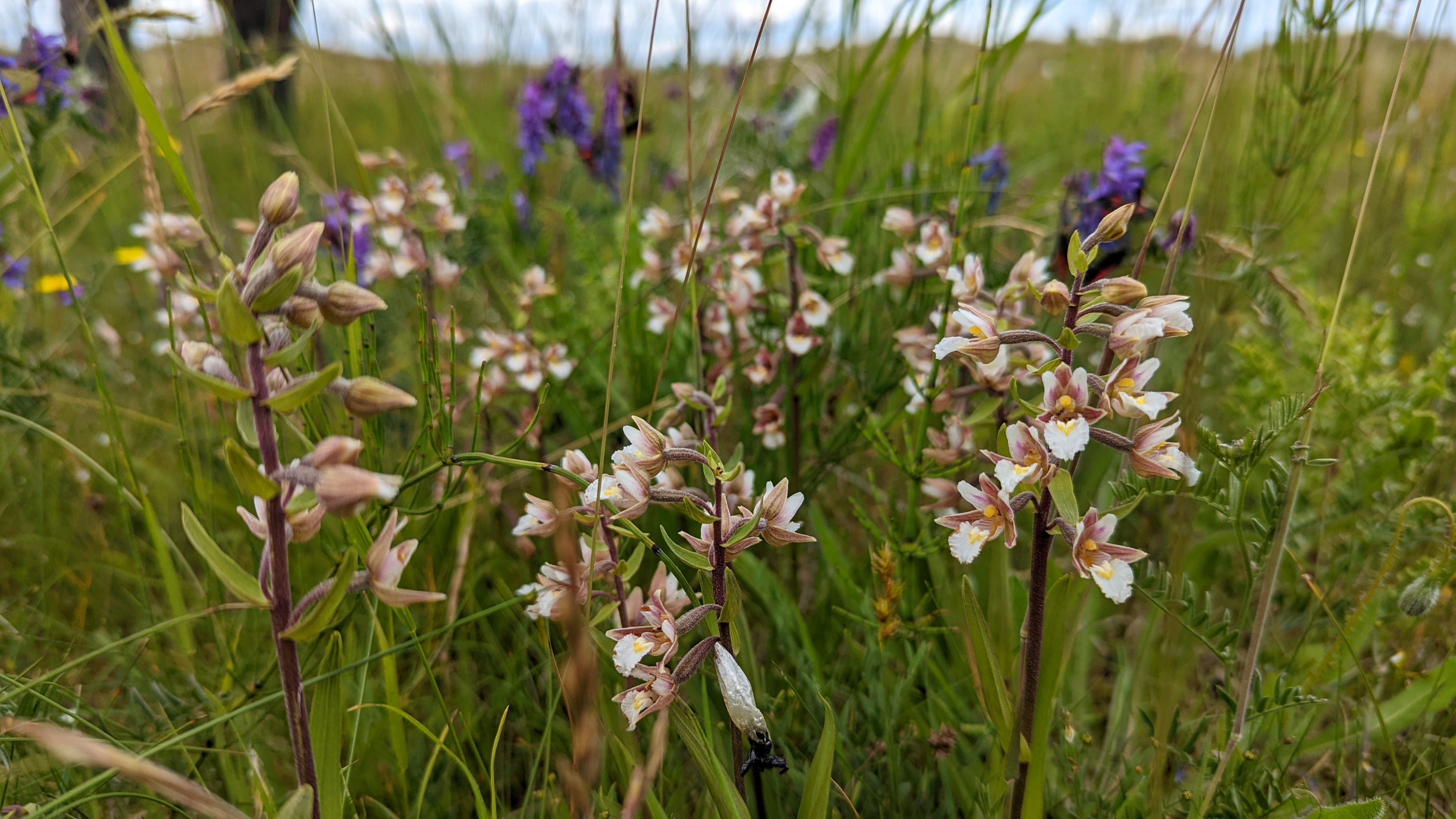 10 Great Places to Enjoy Wildflowers in Northumberland - James Common