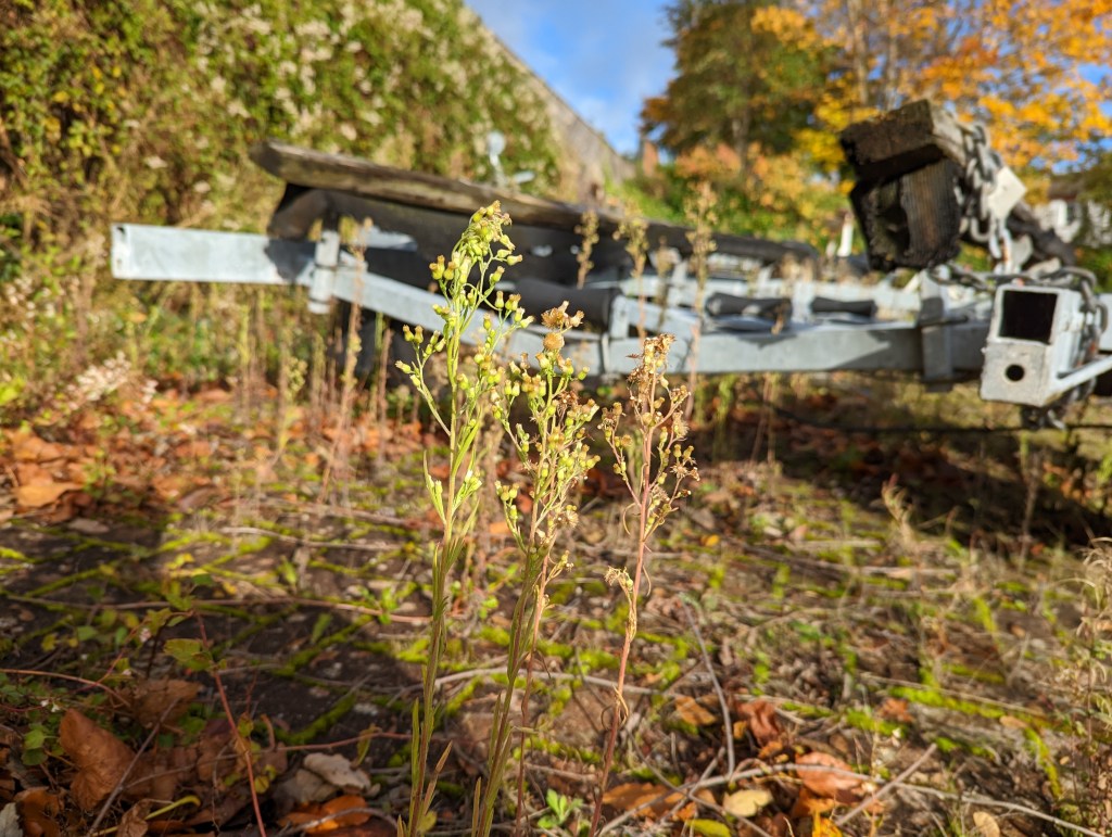 Adventives and Invaders at Walker Riverside - James Common