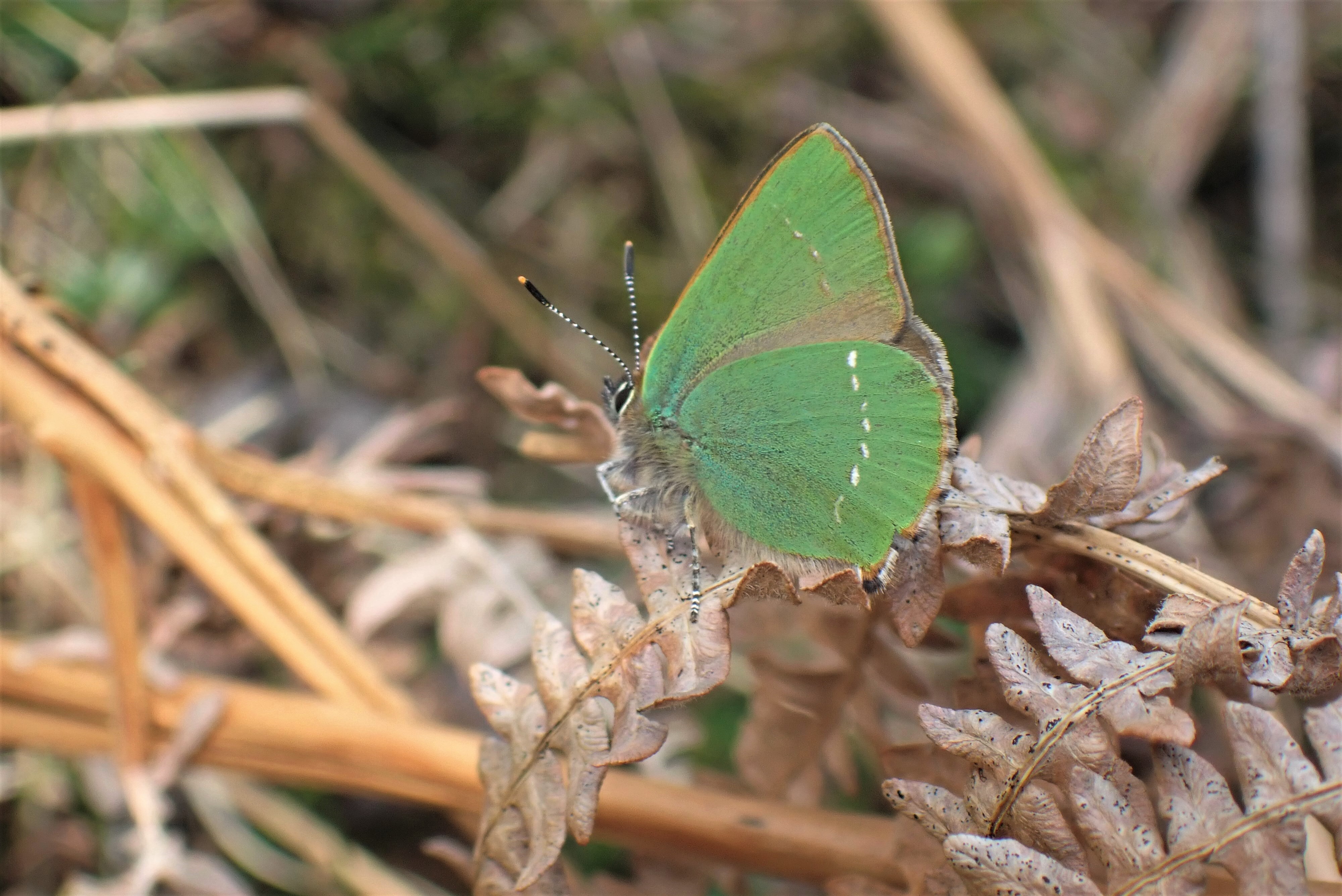 Exploring North East Nature in 2022 - A Few Highlights - James Common