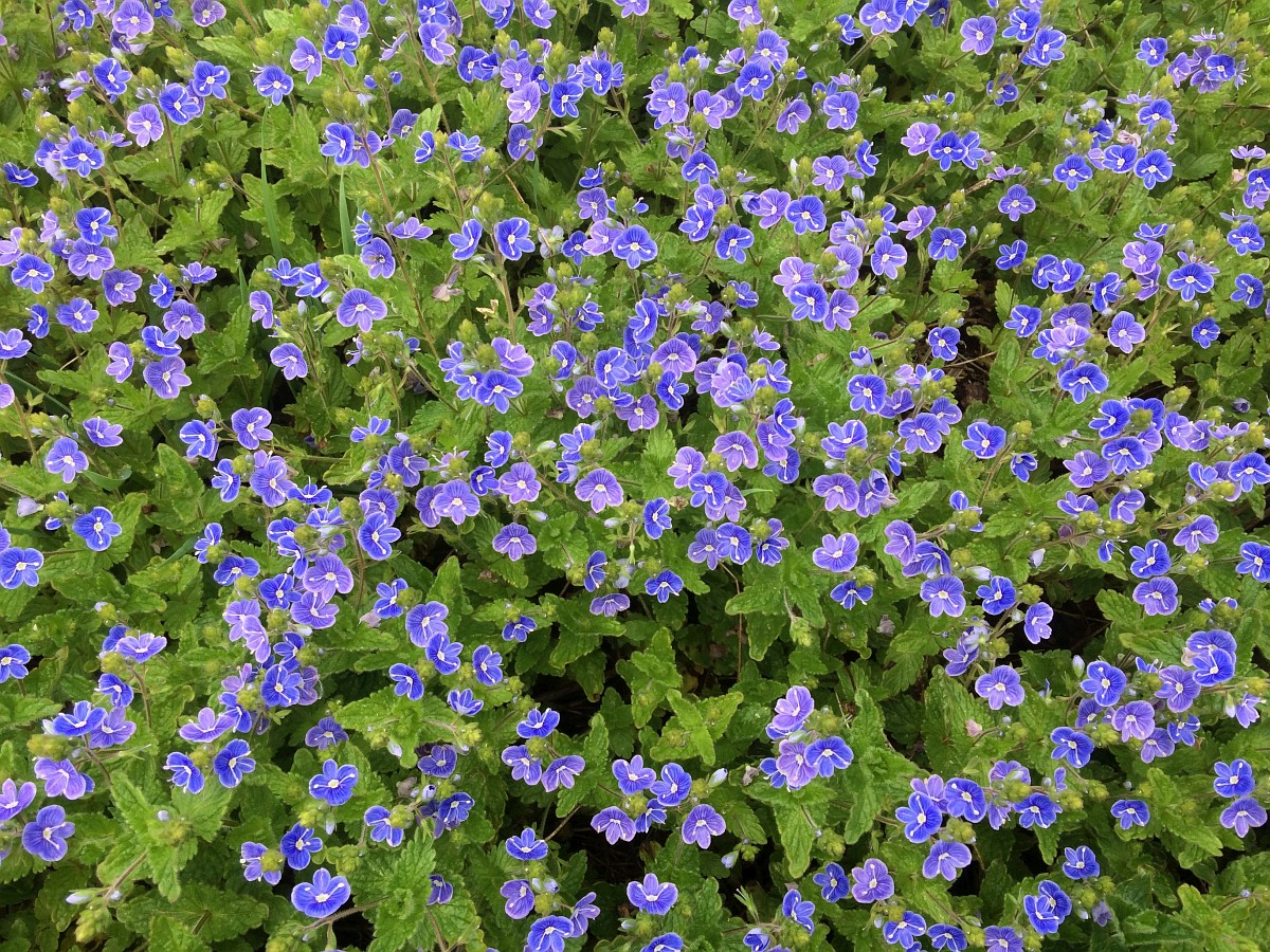 Identifying Speedwells - James Common