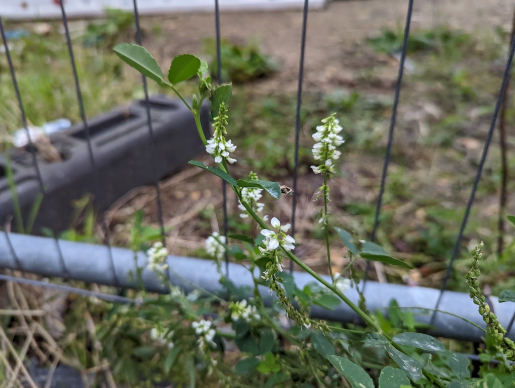 The Plants of Newcastle - online talk - James Common