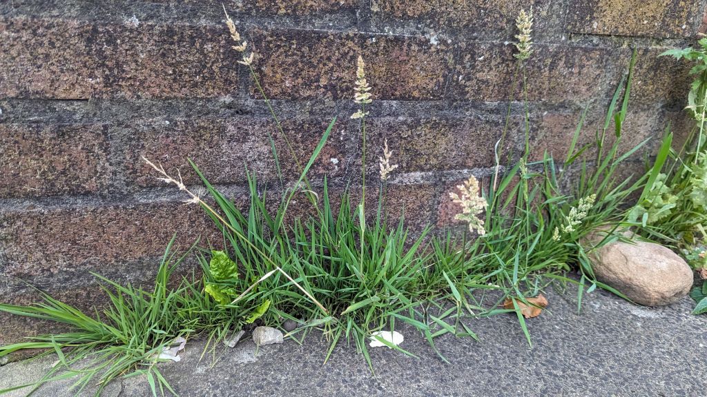 The Urban Grasses of Newcastle and North Tyneside - James Common