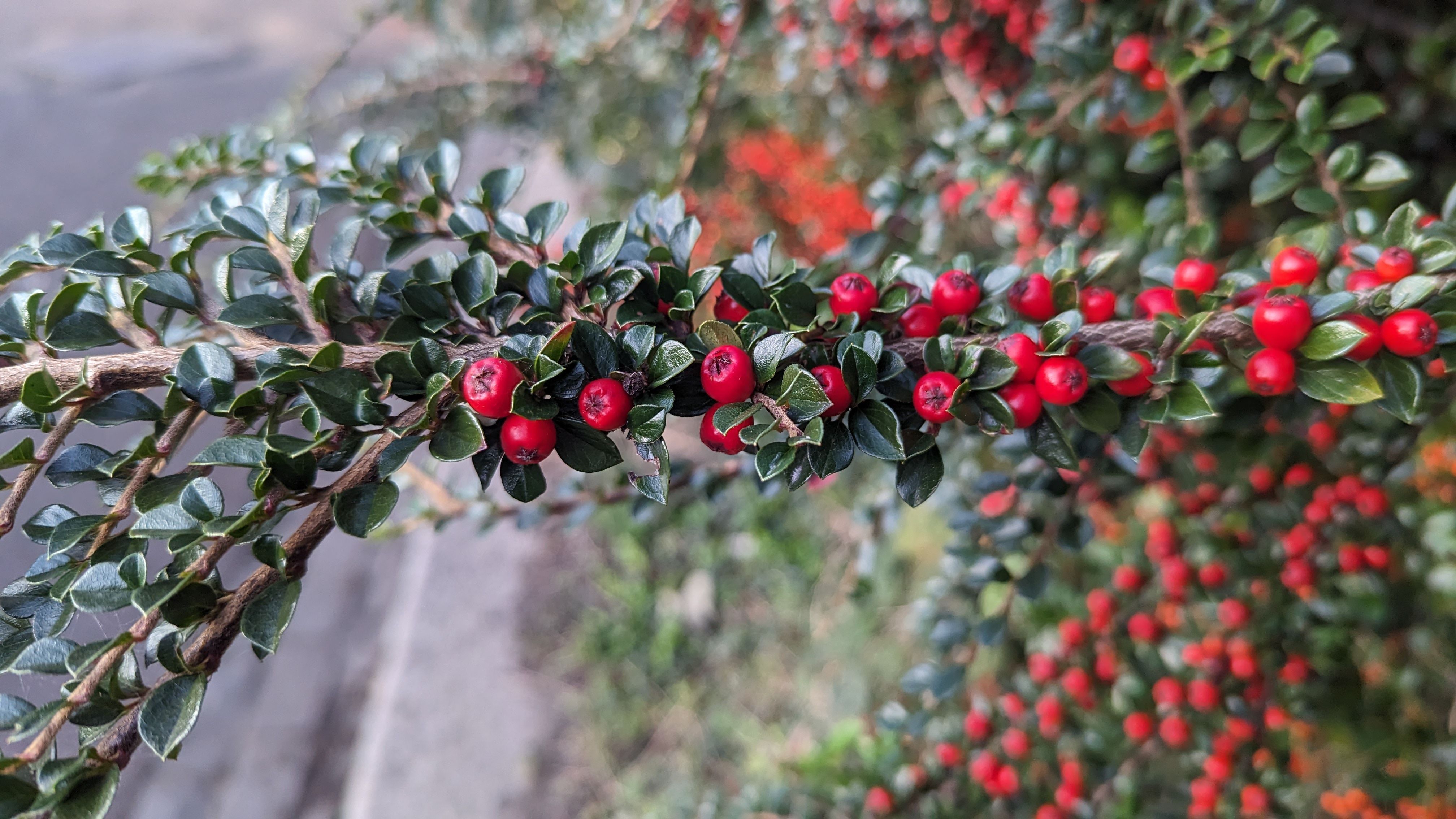A Guide to Cotoneasters in Newcastle and North Tyneside - James Common